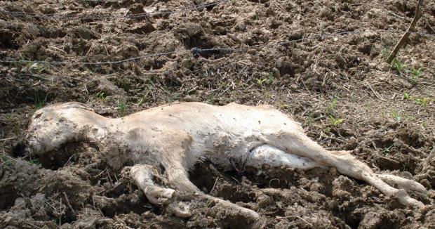 Officials find 21 dead animals on farm | Local News | timeswv.com