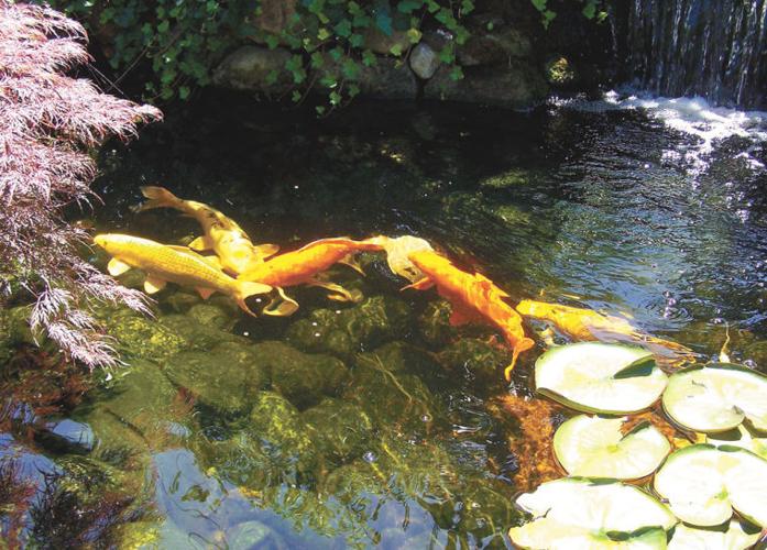 gold koi river