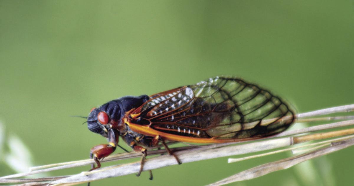 'Zombie' cicadas could be on your doorstep this summer | News | timeswv.com