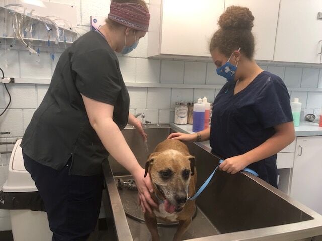 Vet tech students get hands on experience at dog washing event | Local ...