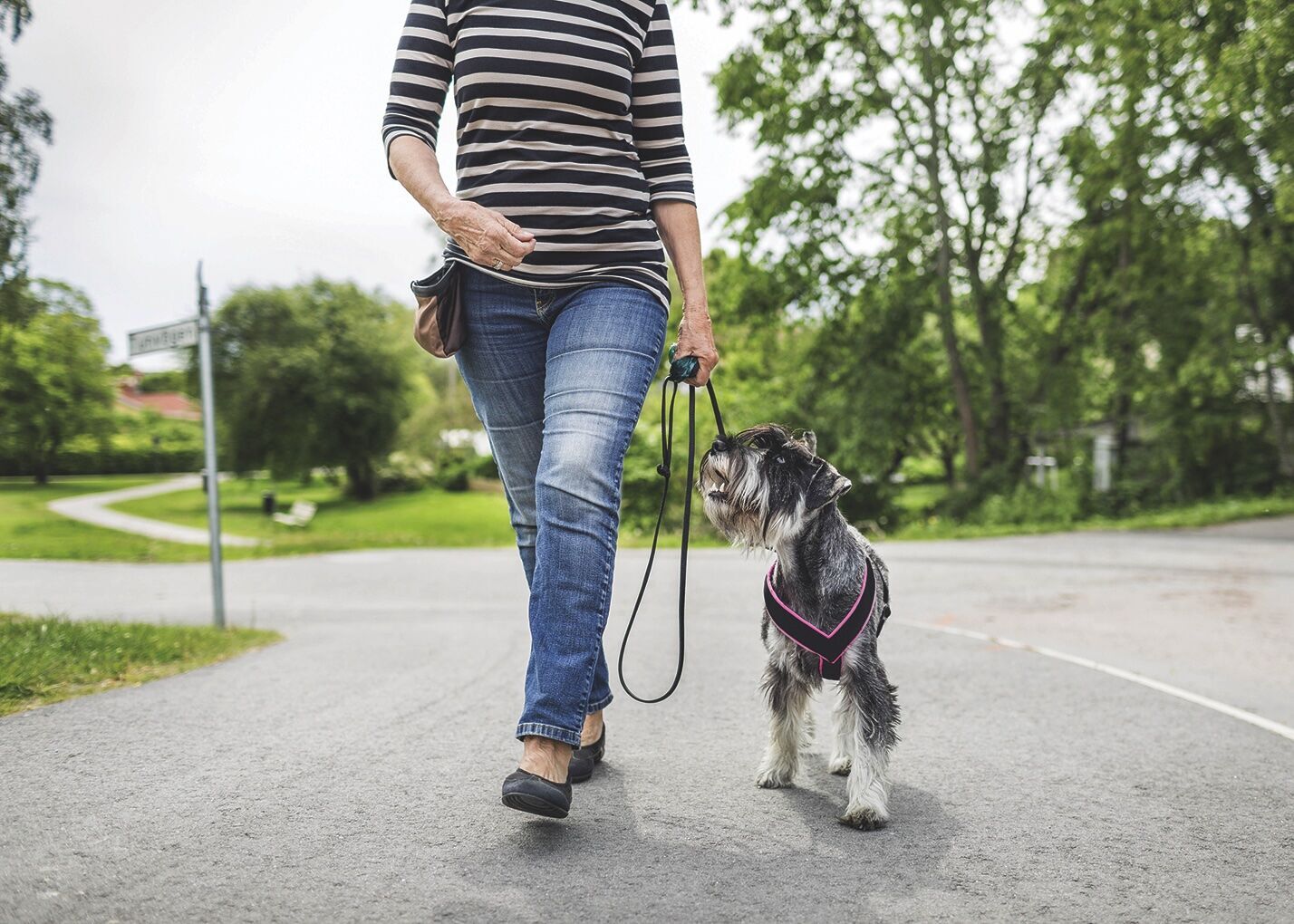 Dog walking month promotes health for pets and owners | West Virginia ...