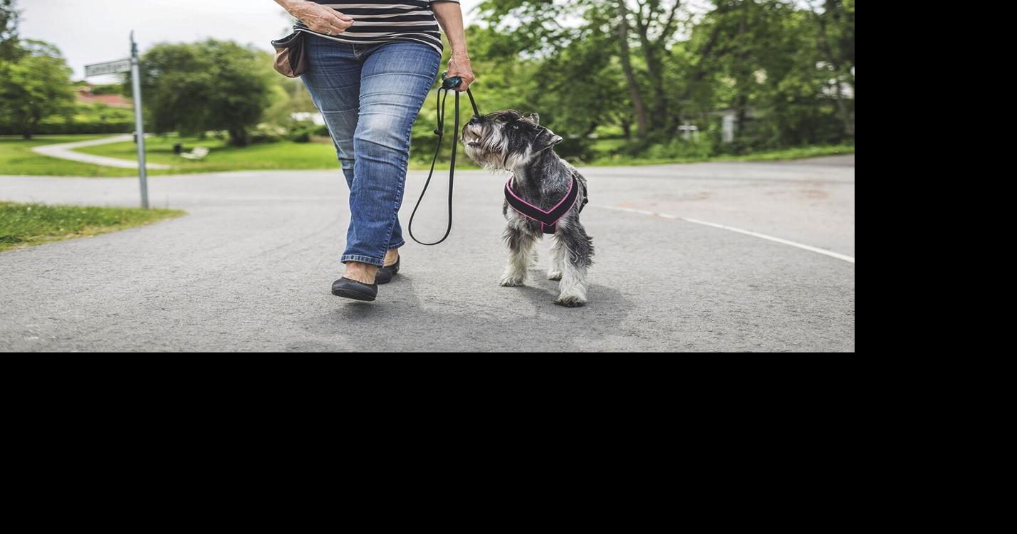 Dog walking month promotes health for pets and owners | West Virginia ...