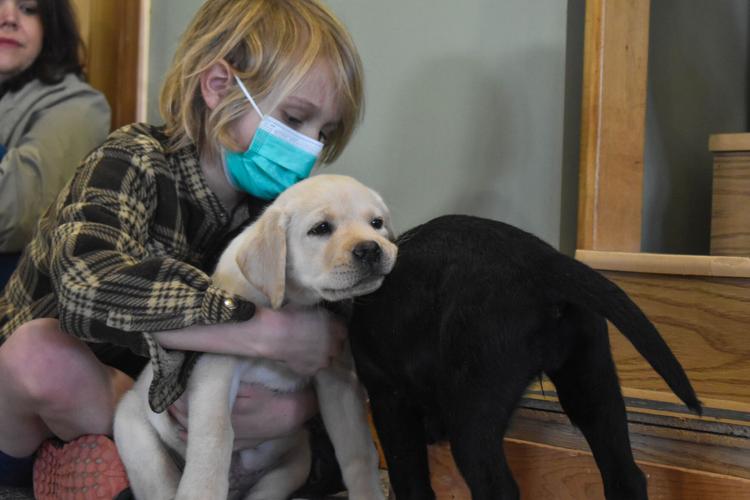 Aspiring service dogs find one-year foster homes at WVU event | Local ...