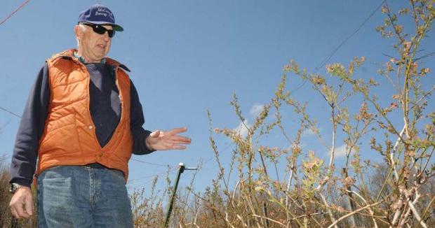 McConnell Berry Farm has been going strong for more than 30 years ...