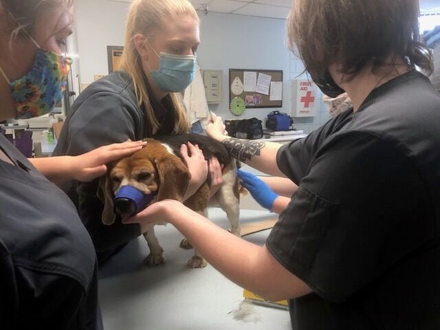 Vet tech students get hands on experience at dog washing event | Local ...