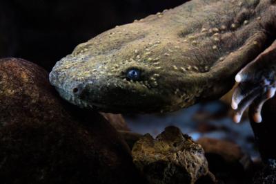 WVDNR launches hellbender, mudpuppy citizen science survey | West ...