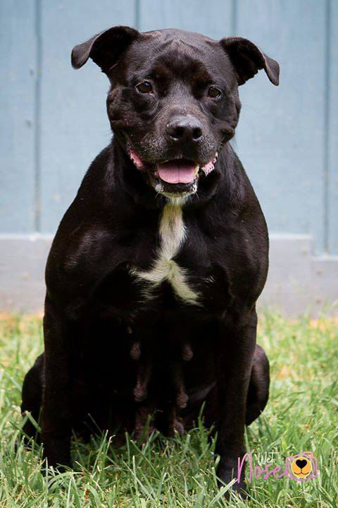 Pets of the week | News | timeswv.com