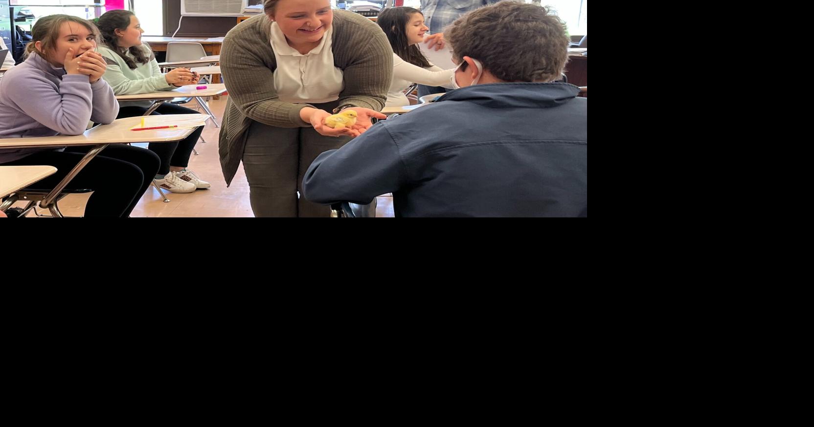 Monongah Middle 5th graders raise chicks, learn about the life cycle ...