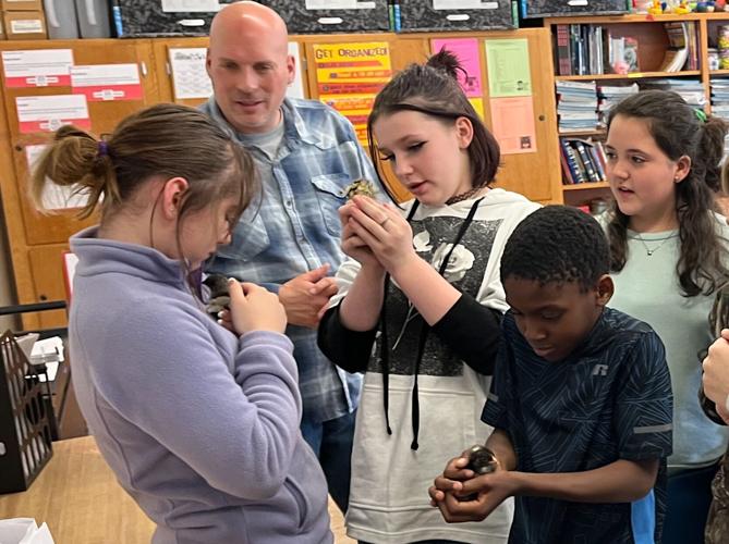 Monongah Middle 5th graders raise chicks, learn about the life cycle ...