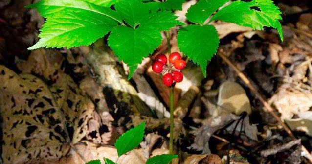 Ginseng digging season starts today throughout the state | News ...