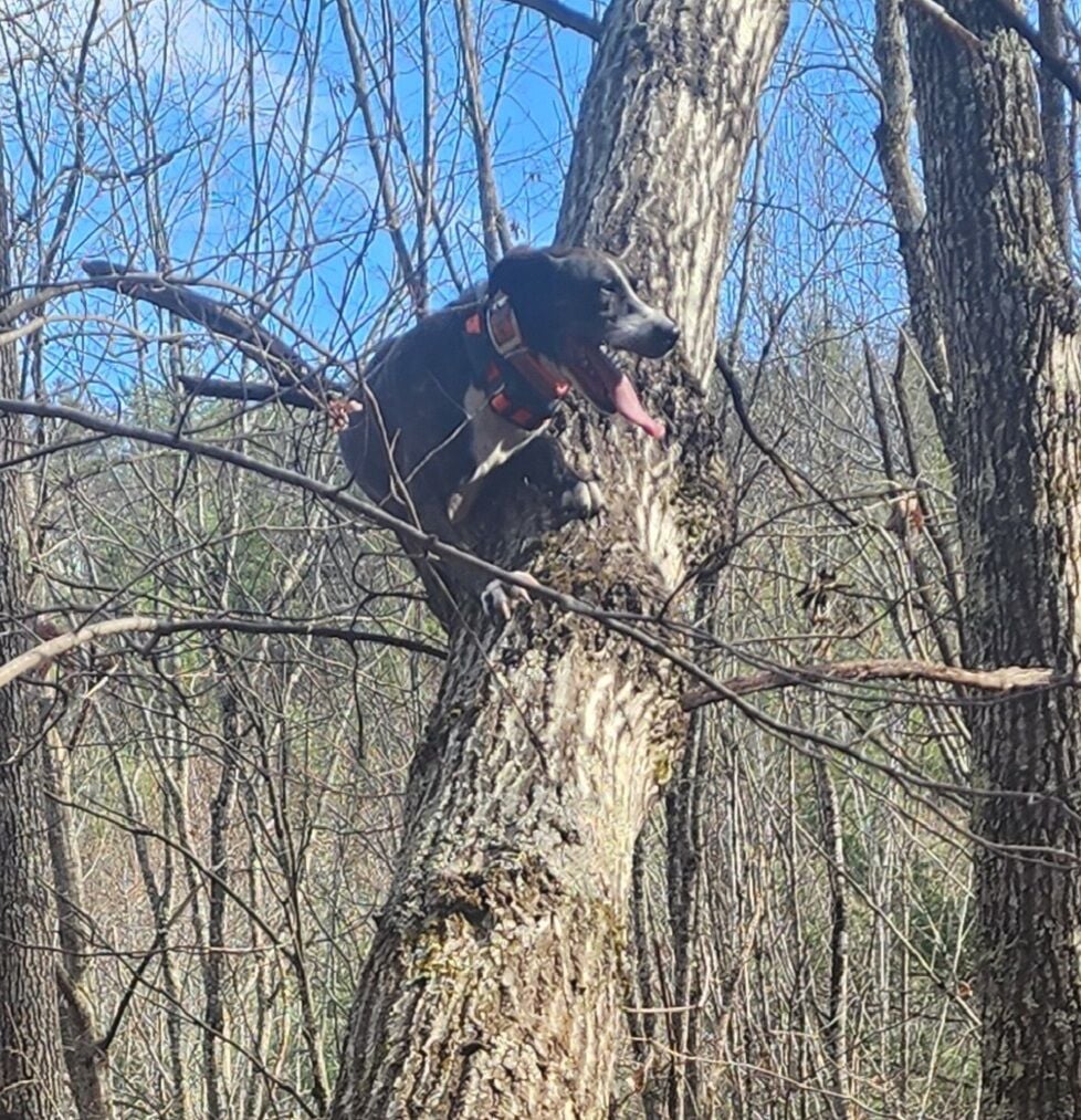 COLUMN: Tree dogs, hot water heaters, and the first week of deer season ...