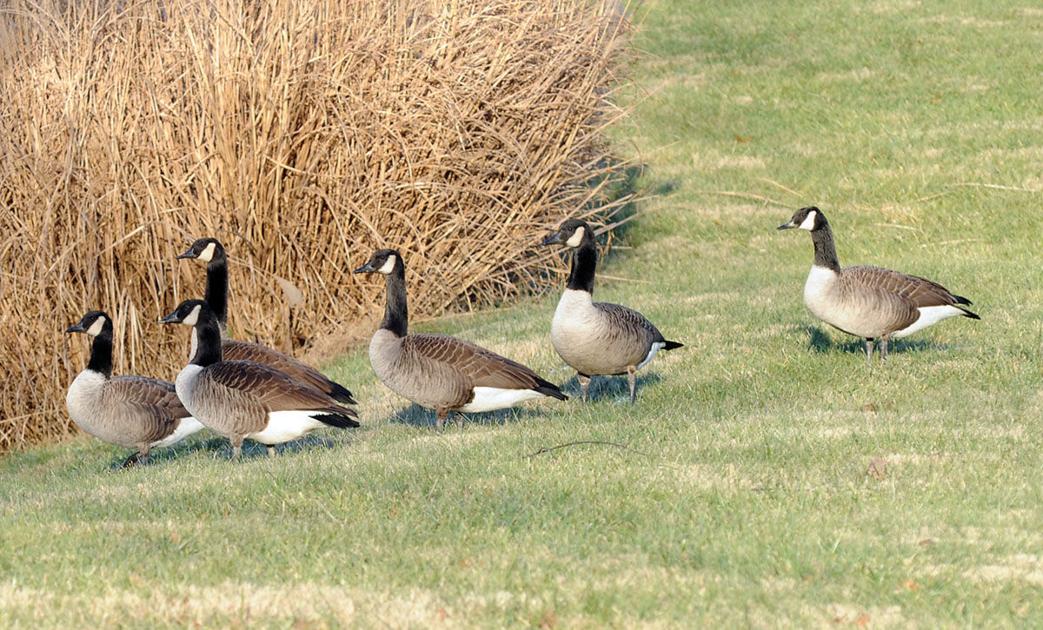 Geese demonstrate unique qualities | News | timeswv.com