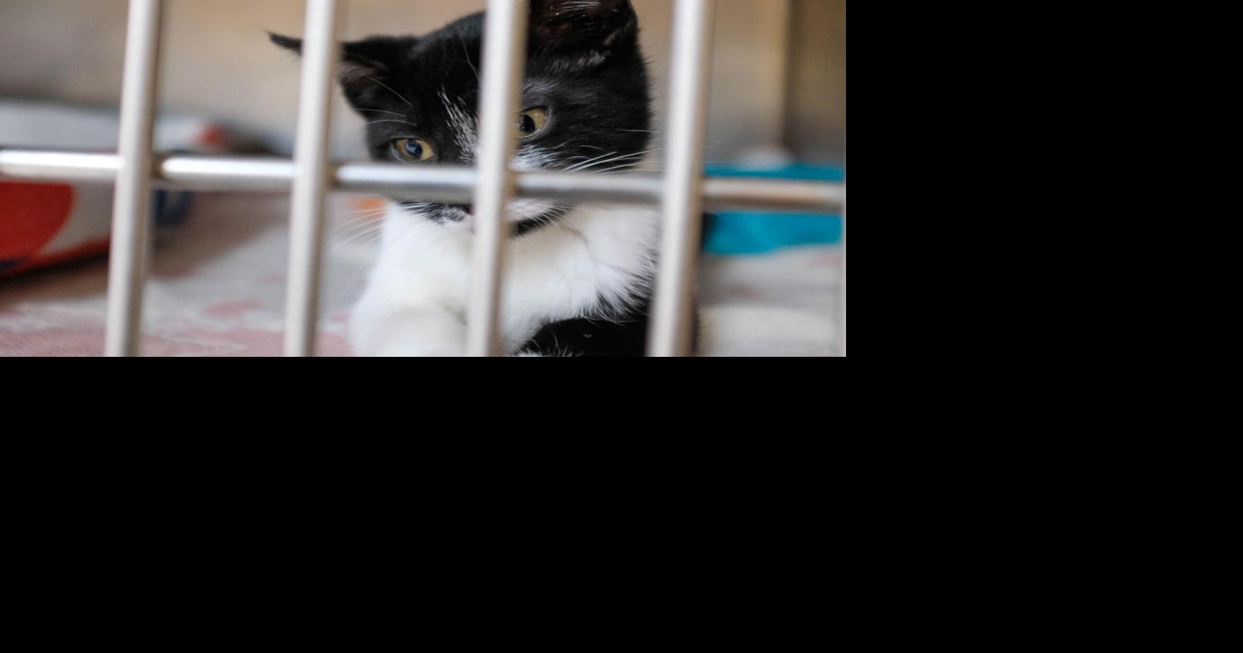 Open house milestone for new humane society building | Local News ...