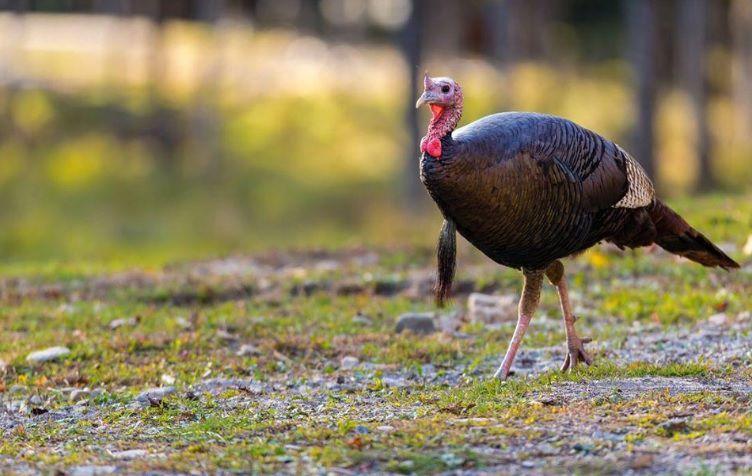 W.Va. hunters harvest 11,314 turkeys during spring season | News ...