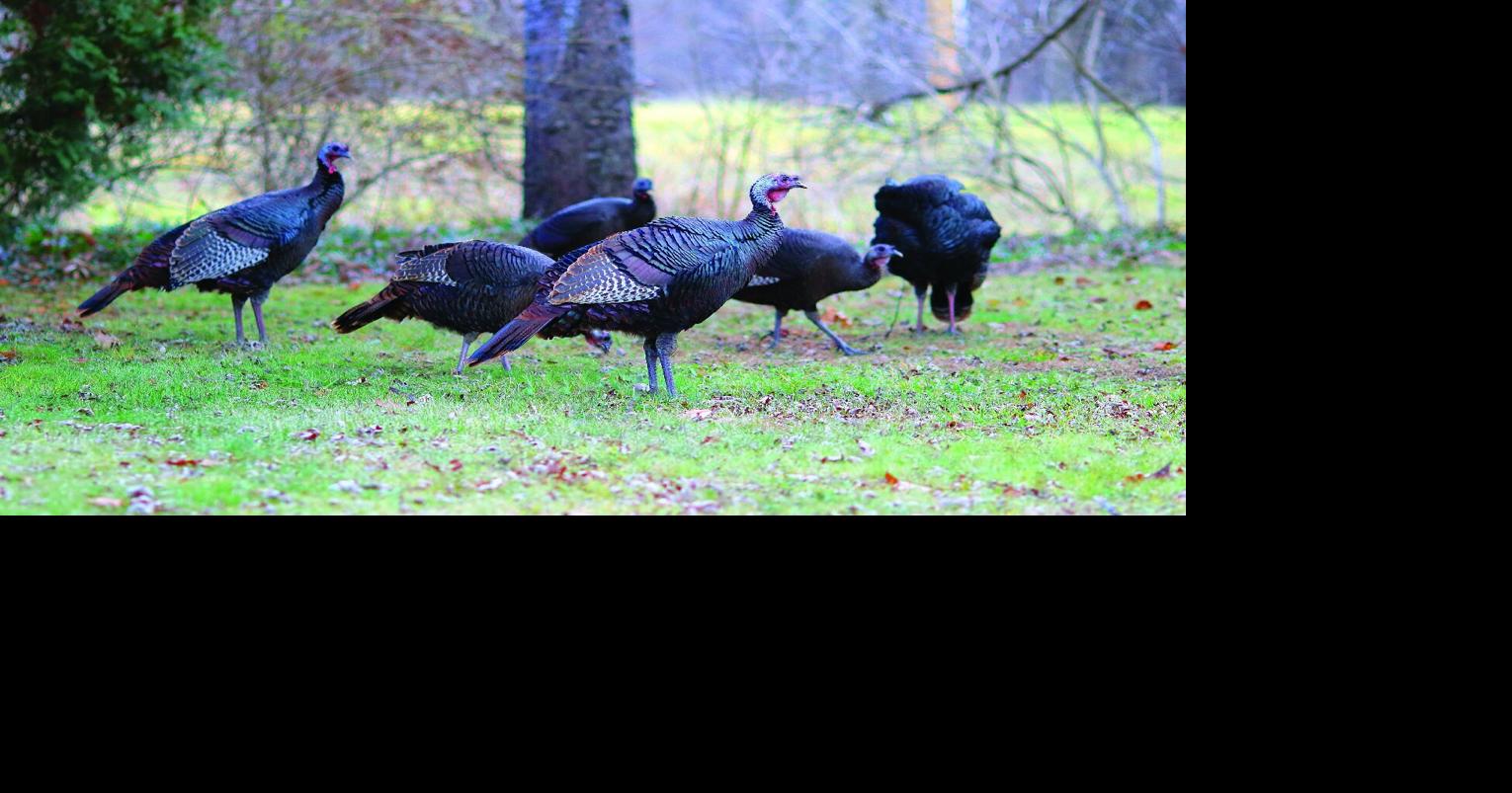 West Virginia DNR reports spring gobbler harvest increase | West ...