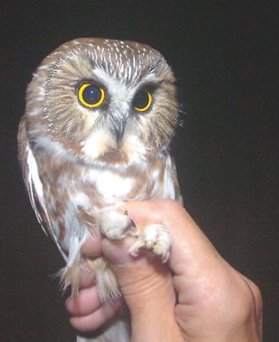 Fairmont man’s work part of Project Owlnet | Local News | timeswv.com