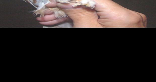 Fairmont man’s work part of Project Owlnet | Local News | timeswv.com