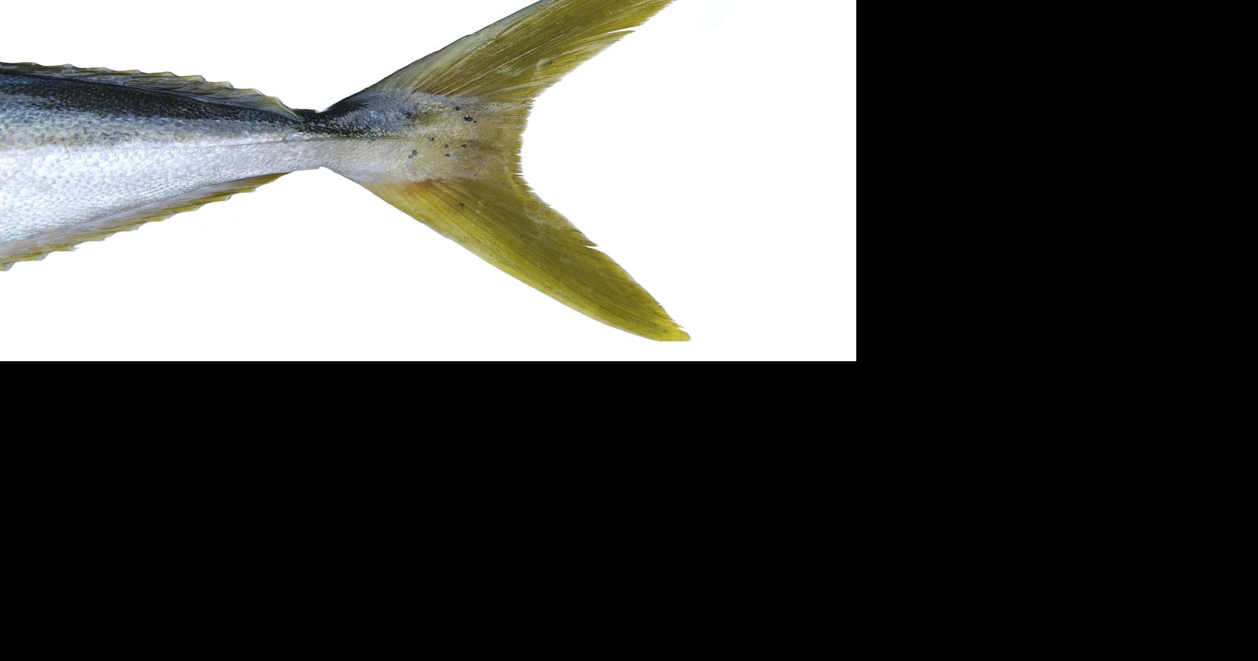Massive yellowtail caught close to shore generates buzz on the water ...