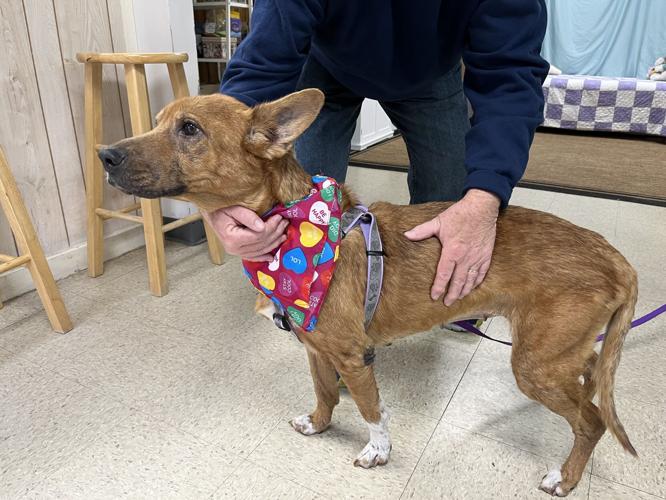 Once abandoned and emaciated, Lilliana finds her forever home | Local ...