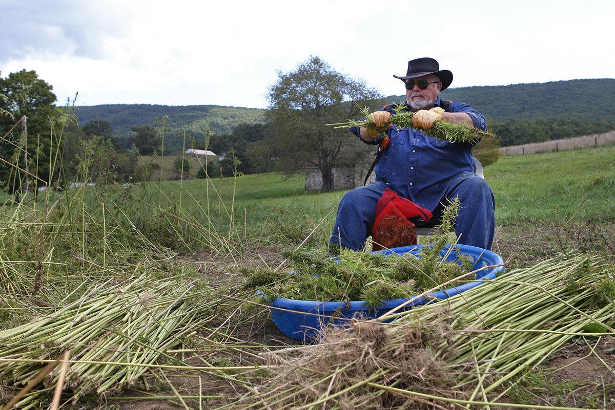 Year closes on first public industrial hemp grown in decades | News ...