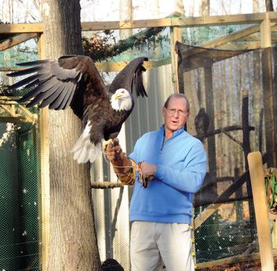 Area bird rehabilitation center’s bald eagle dies | Local News ...