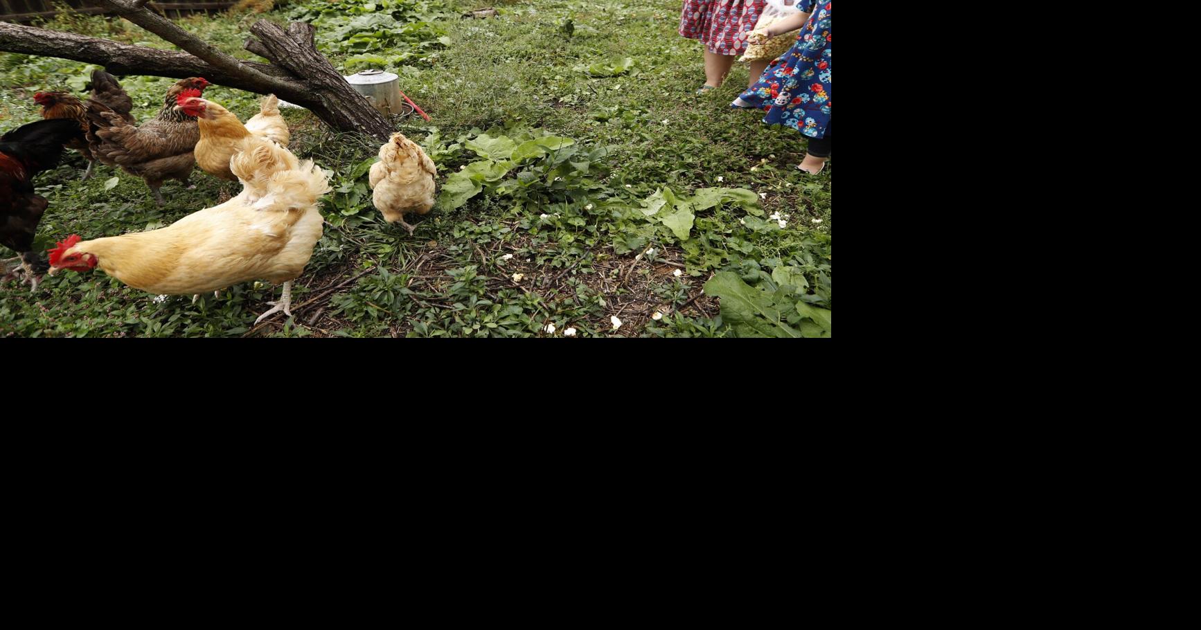 State health officials: Risk low after first case of avian flu in ...