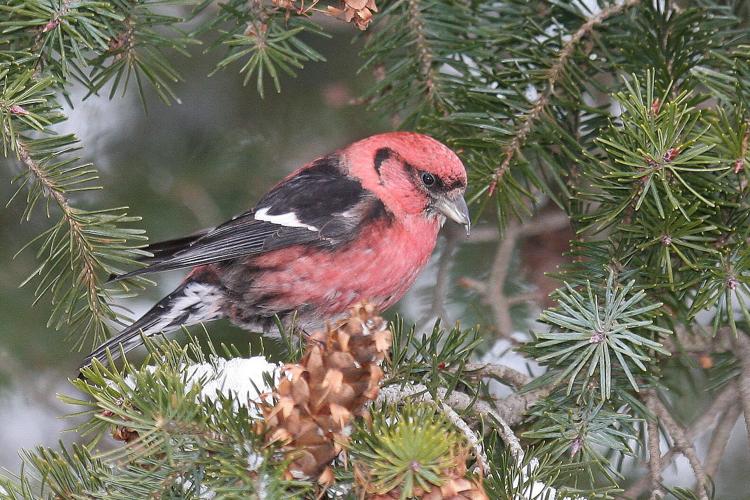 Finches are returning this winter: Bird Lore by Wayne Laubscher ...