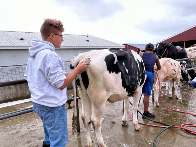 Fair is not all about blue ribbons; young animal exhibitors share ...
