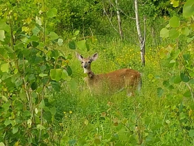 Skin ailment is common, non-life threatening to deer | Local ...