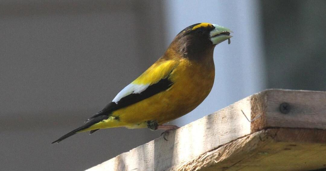 Winter is time to check on finches: Bird Lore by Wayne Laubscher ...