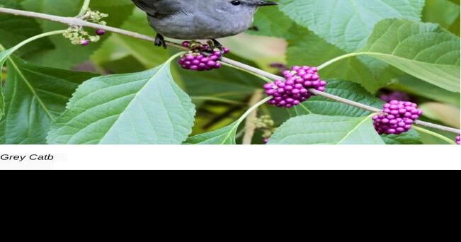 Backyard birding is enjoyable venture: Bird Lore by Bruce Buckle ...