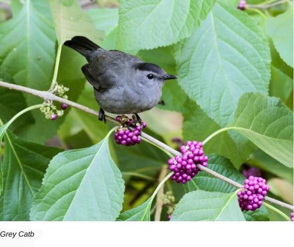 Backyard birding is enjoyable venture: Bird Lore by Bruce Buckle ...