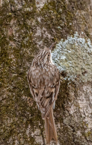 Count is longest running community science bird project: Bird Lore by ...