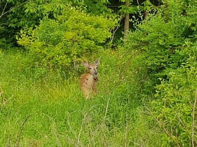Skin ailment is common, non-life threatening to deer | Local ...