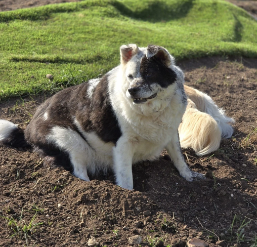 Morbidly obese dog thanks to nightly pasta sheds half his weight | News ...