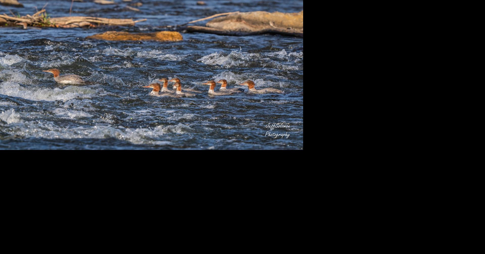 Do birds play in the wild: Bird Lore by Sabrina Kirby | Lifestyle ...