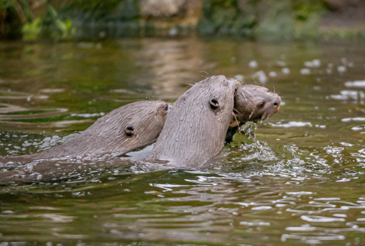 Baby otter triplets go swimming for first time | News | tiogapublishing.com