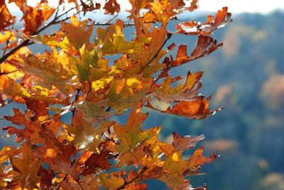 Did you know? Fall foliage facts | Local | tiogapublishing.com