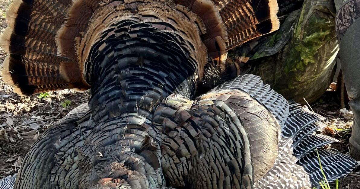 Here turkey, turkey: the world of turkey calls | Special Sections ...
