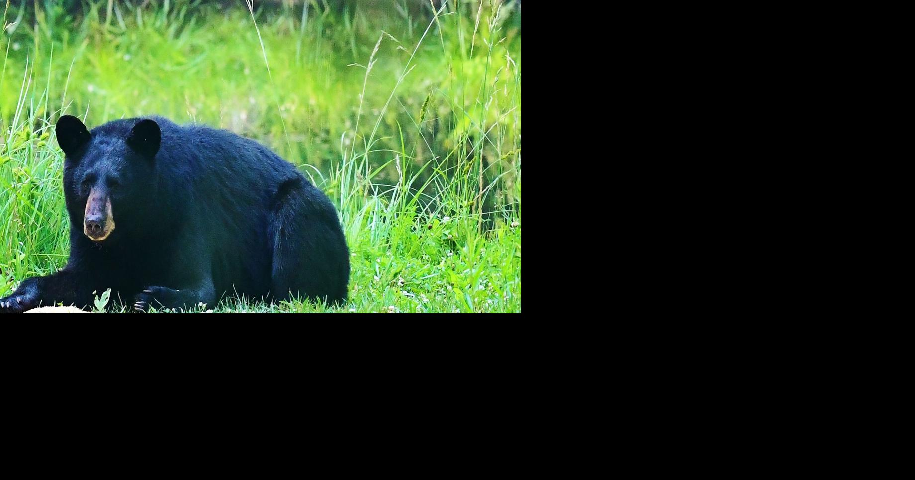 Pre-plan for bear encounters for safety: Trail Hikes by Daryl Warren ...