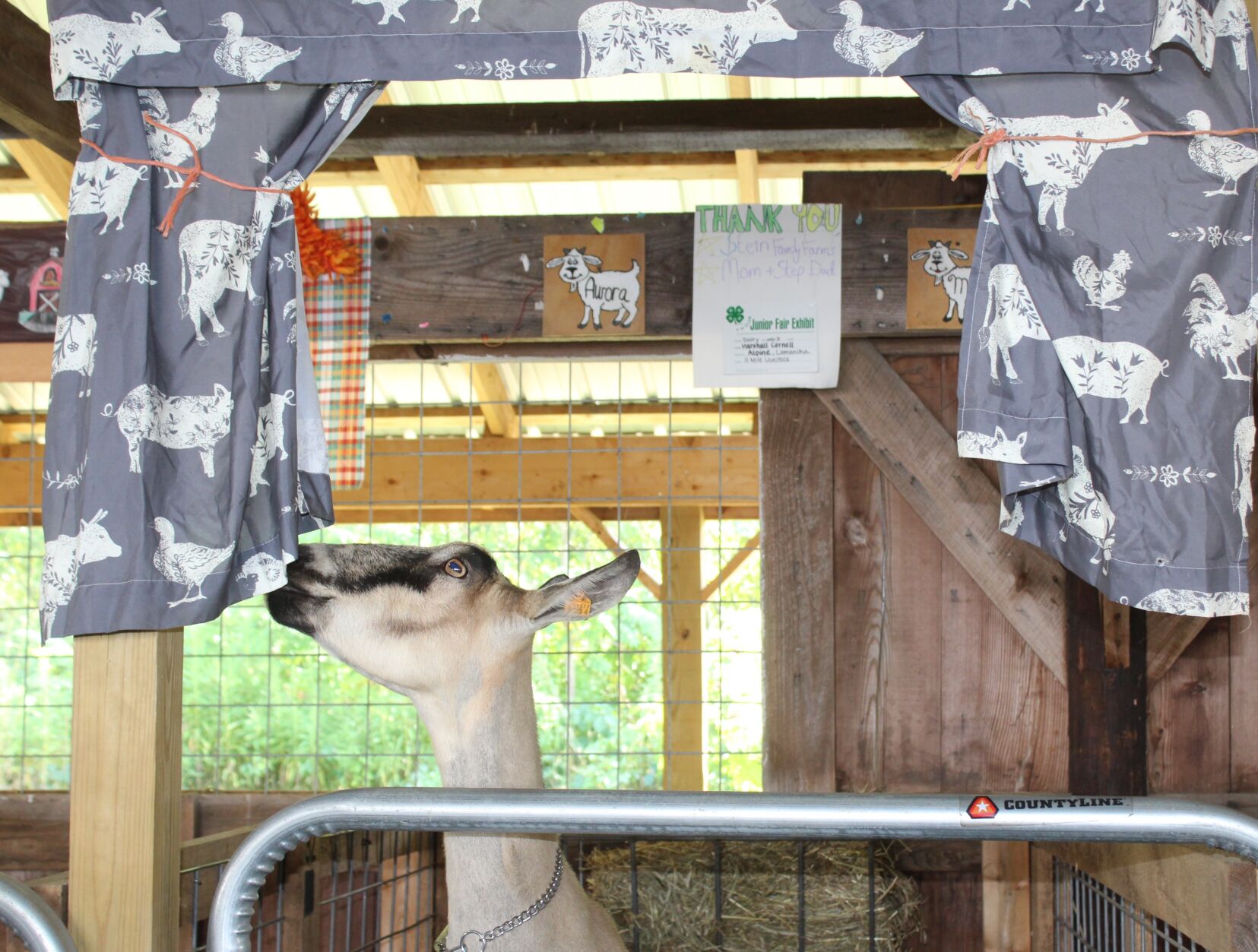 88th Potter County Fair opens | Community | tiogapublishing.com