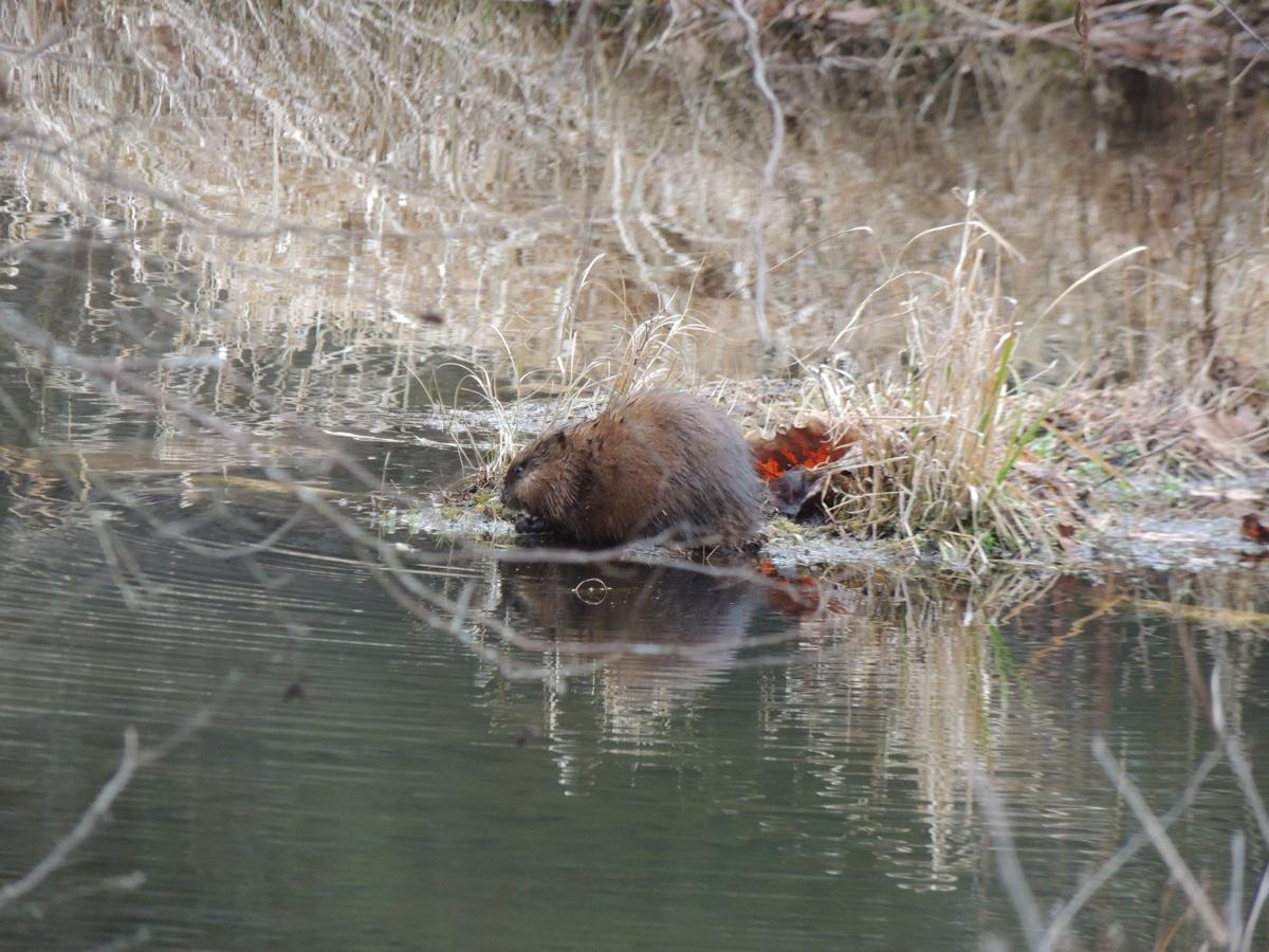 Wildlife Viewing in Potter County | Opinion | tiogapublishing.com