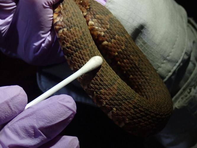 Research warns snakes facing extinction due to deadly diseases | News ...