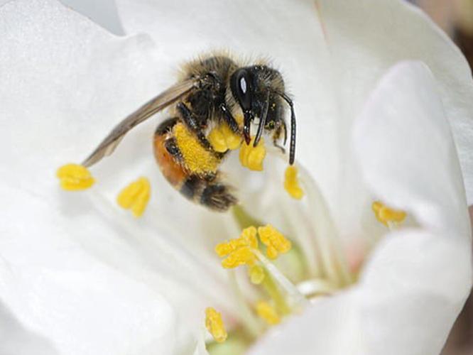 Buzzkill: Study finds flowers help spread disease among bees | News ...