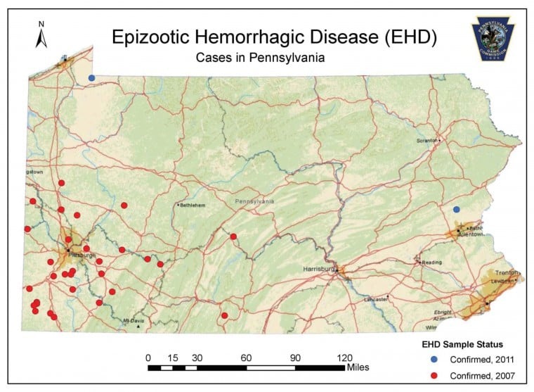 White-tailed deer EHD confirmed in two samples in PA | Breaking News ...