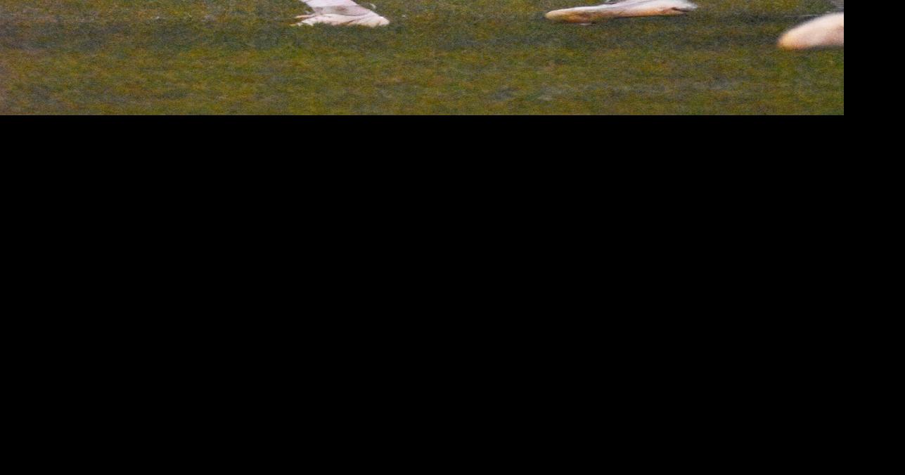 Panthers fall behind big second half by Muncy | The Wellsboro/Mansfield ...