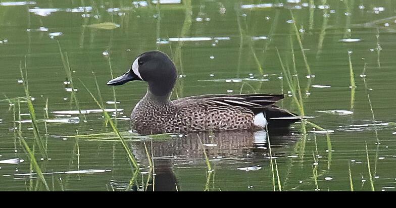 Waterfowl migration has started: Bird Lore by Dan Brauning | Columns ...