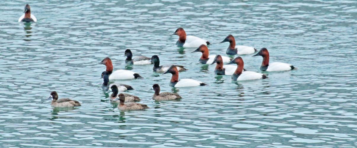 Waterfowl migration has started: Bird Lore by Dan Brauning | Columns ...