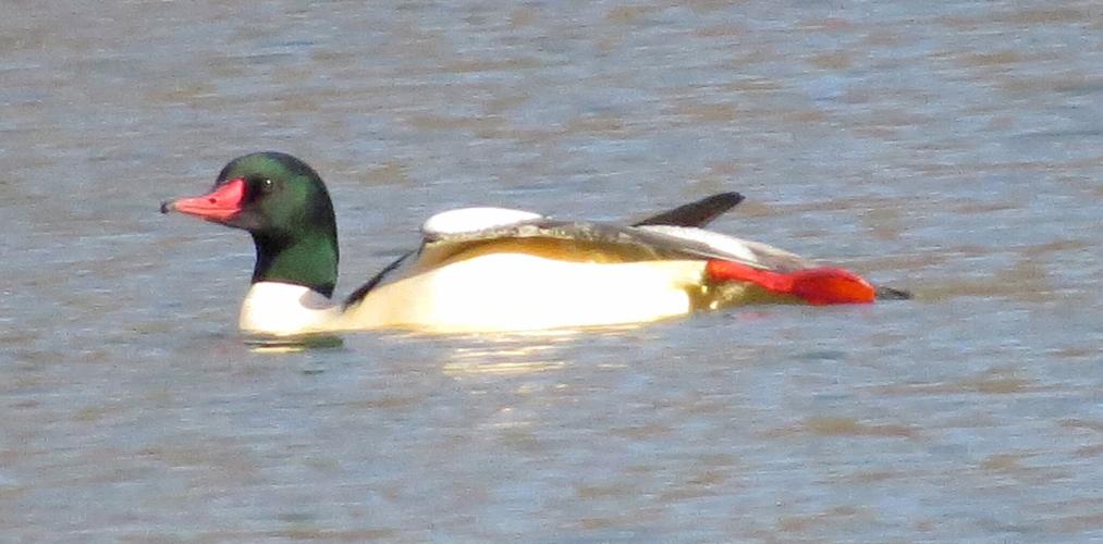 Waterfowl migration has started: Bird Lore by Dan Brauning | Columns ...