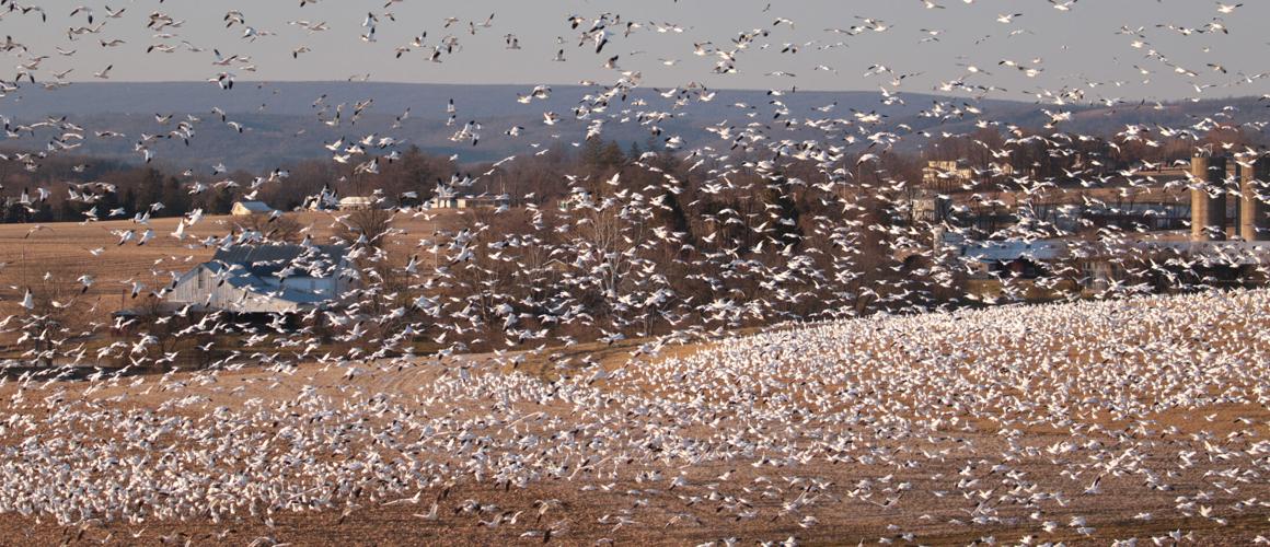 Waterfowl migration has started: Bird Lore by Dan Brauning | Columns ...